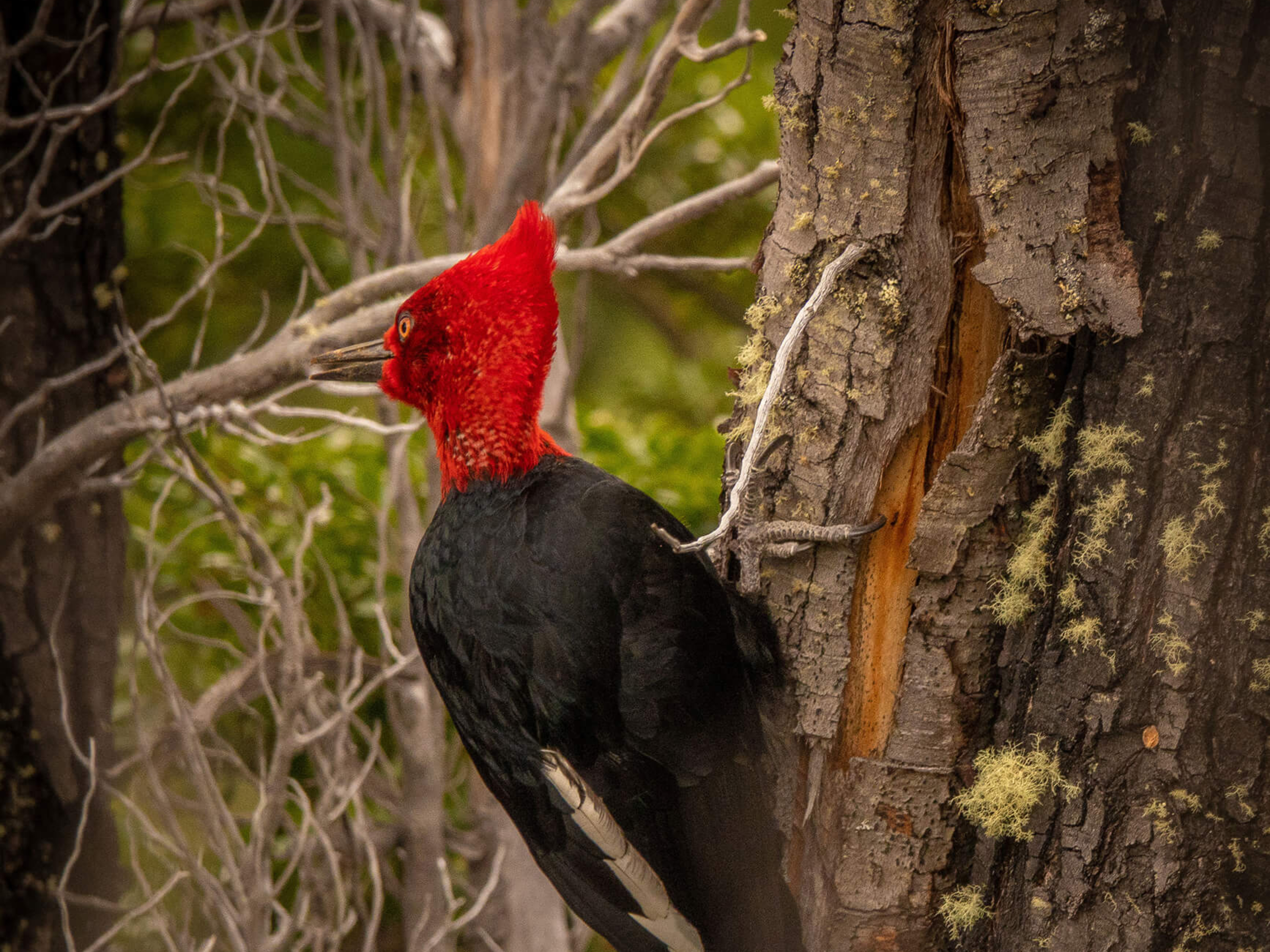 Birdwatching - Patagonia Camp