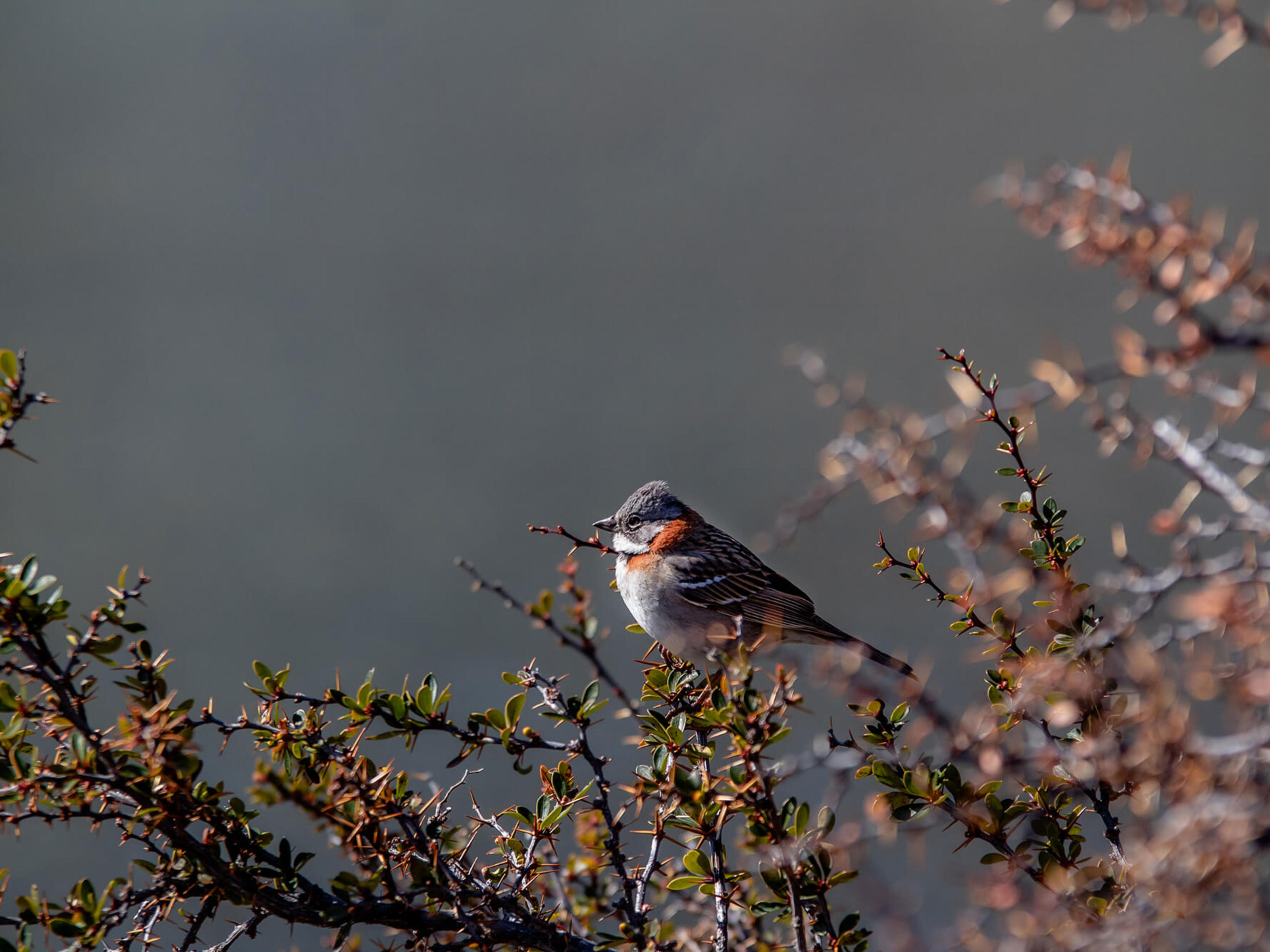 Birdwatching - Patagonia Camp